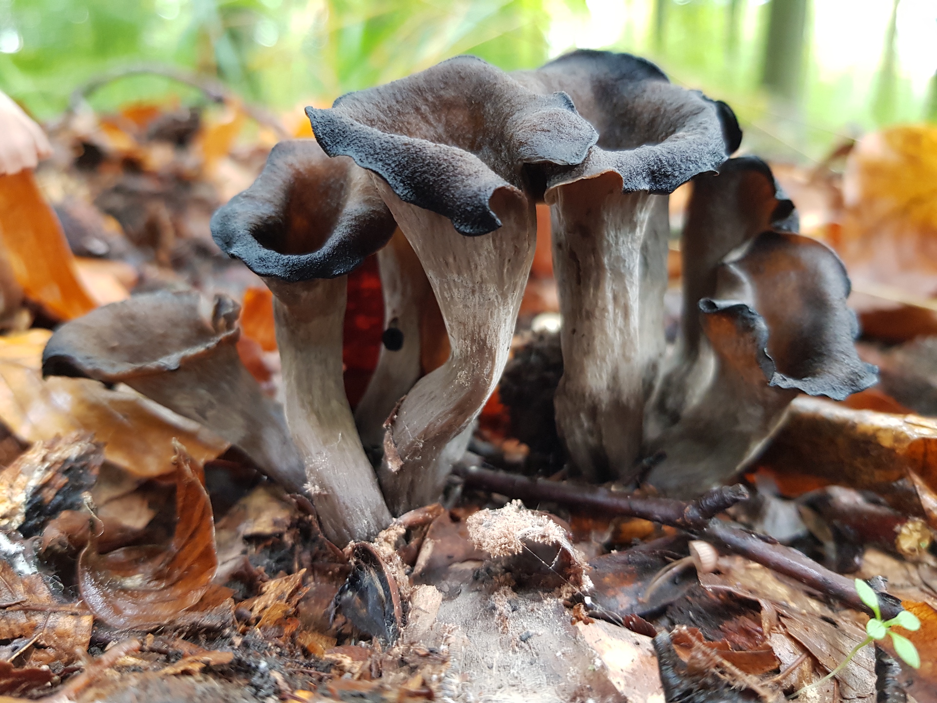 Funghi: trombette dei morti - VertigoMagazine.it